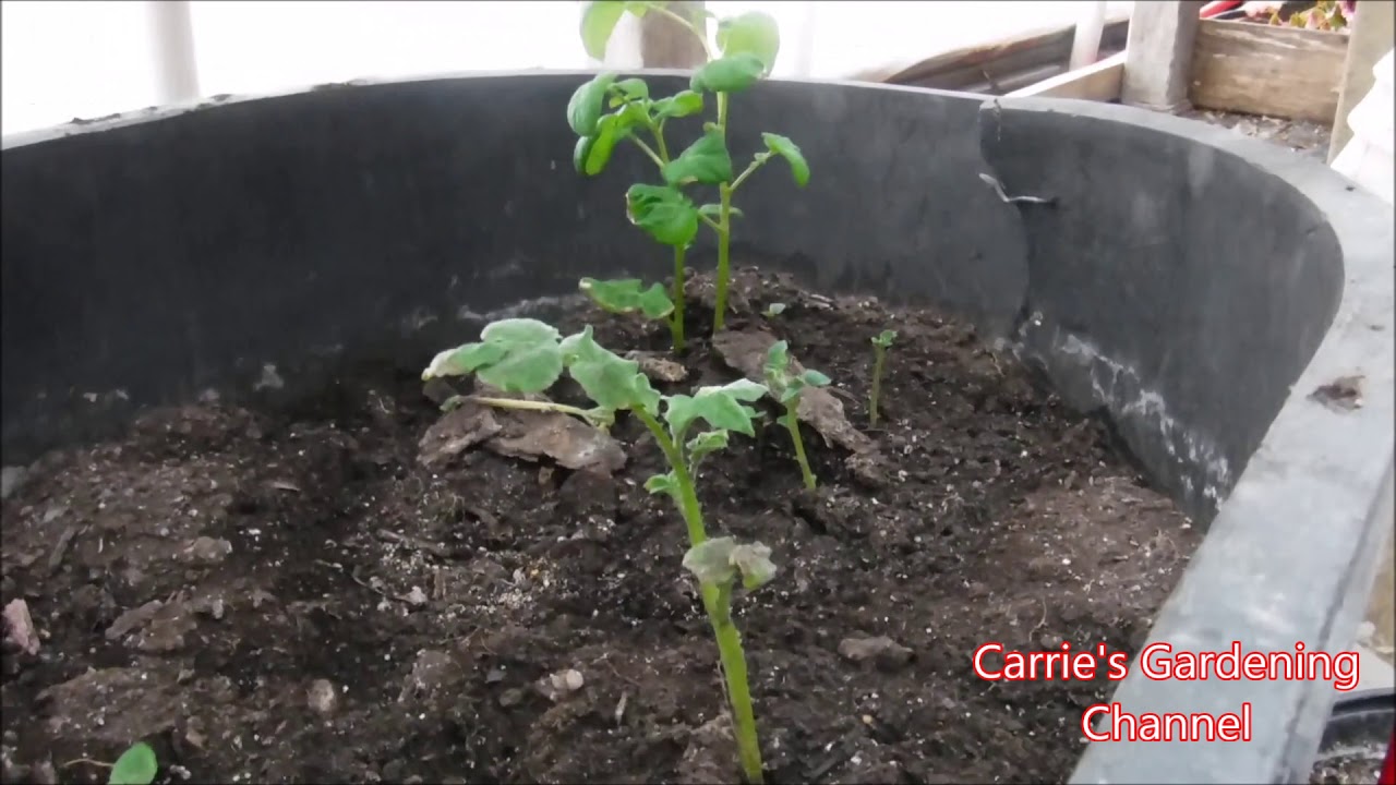 Growing Potatoes In The Greenhouse Update - YouTube