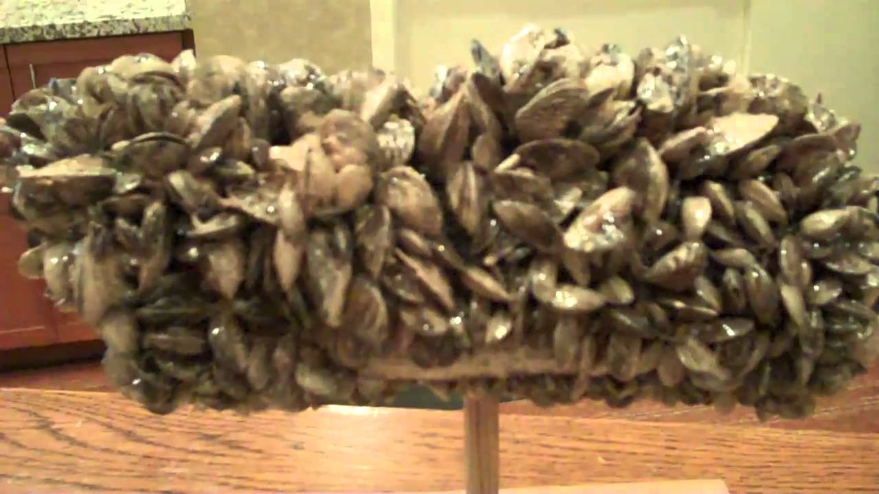 Pipe Covered in Quagga Mussels | QSpray.com - YouTube