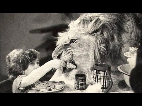 Bir Ailenin Aslan Sahiplenmeye Karar Vermesiyle Başlayan Hikaye Nasıl Bir Felakete Dönüştü?