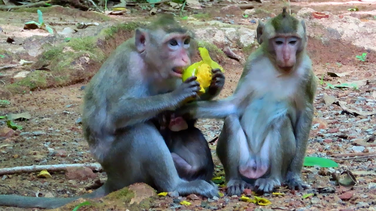 Monkey Arien And Baby Got Food And Playing In Team - Anna Group - YouTube