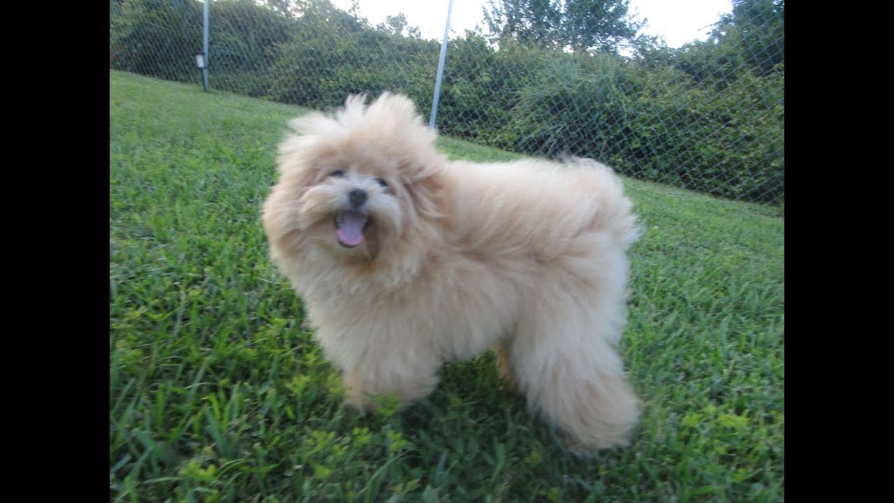 What's Your Dog Training Objectives? Love Wags A Tail Can Help! - YouTube