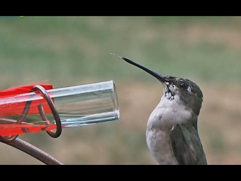 Hummingbirds - high definition/slow motion at the feeder - YouTube