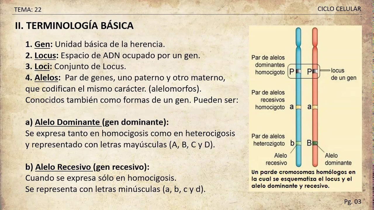 GENETICA I (CONCEPTOS BÁSICOS Y PRIMERA LEY DE MENDEL) - YouTube