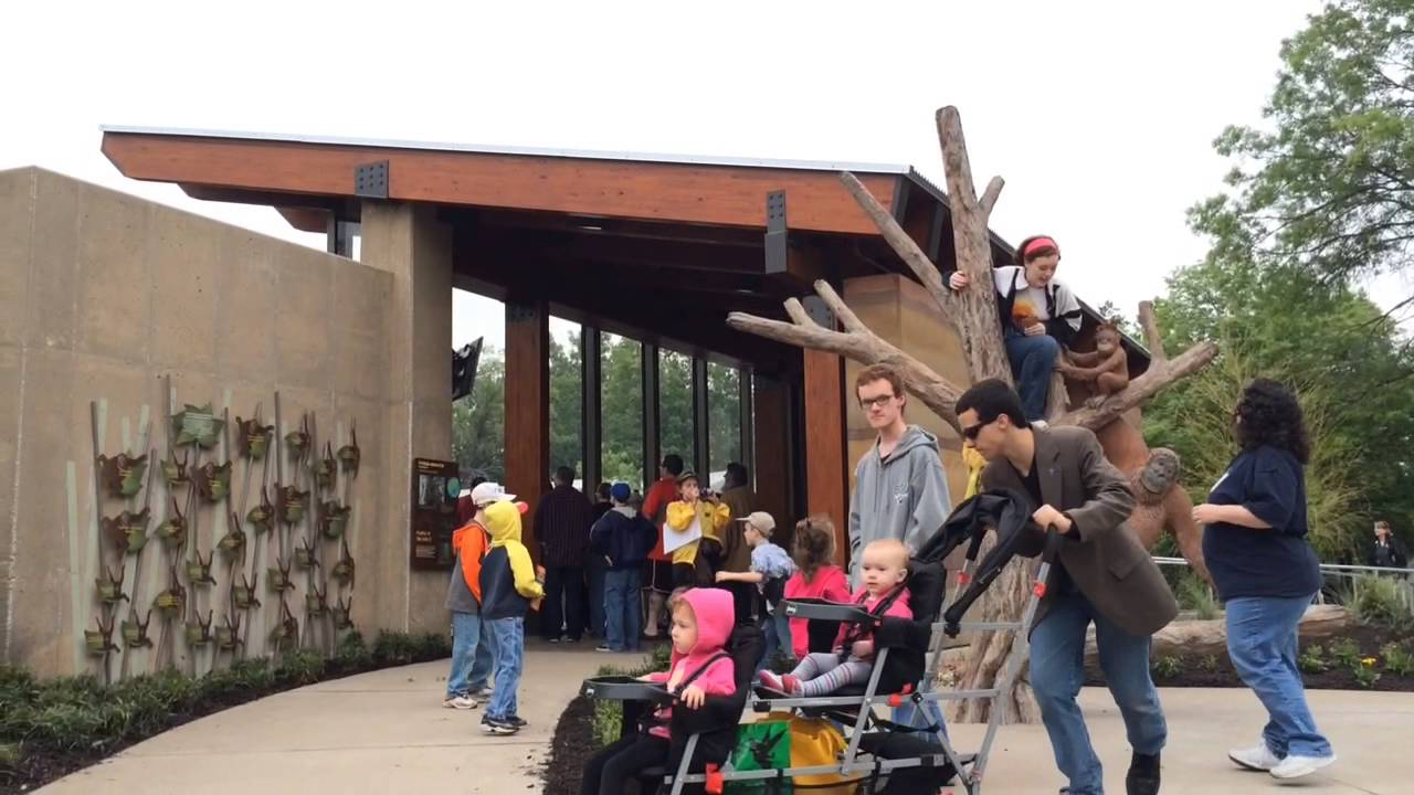 Orangutan Canopy Opens At The Kansas City Zoo - YouTube
