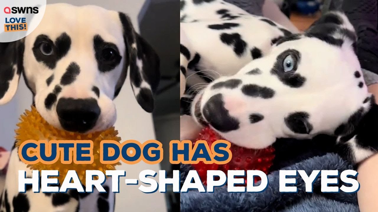 Meet the dalmatian pup with heart-shaped eyes 😍 | LOVE THIS! - YouTube