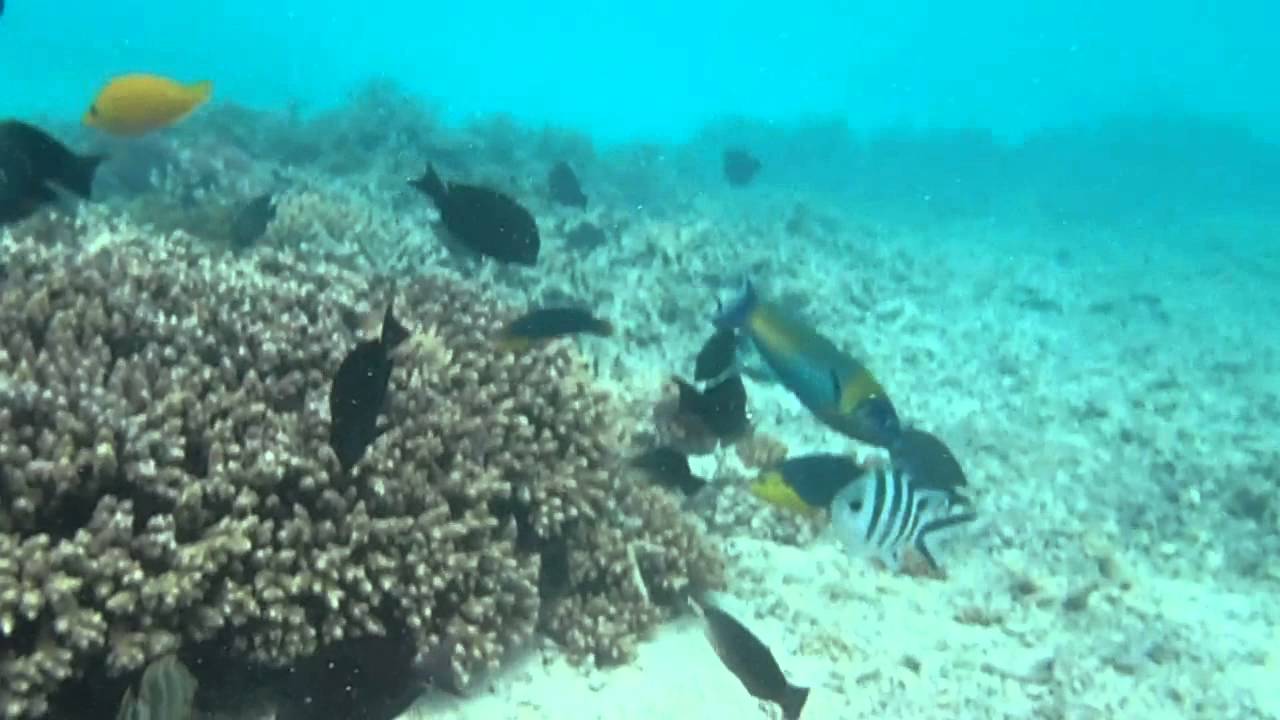 beaux poissons ile des 2 cocos (ile Maurice) - YouTube