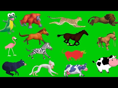 animal running green screen video animal stamped#animals #greenscreen ...