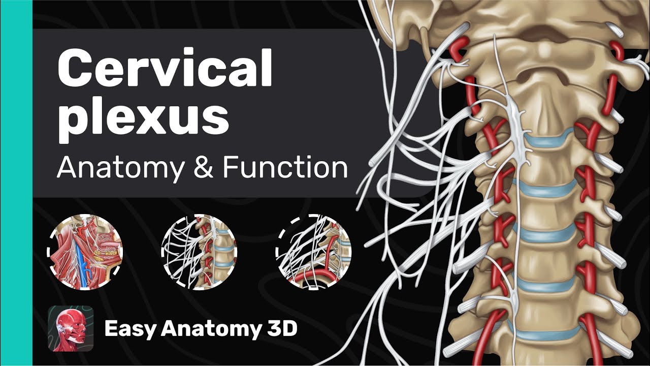 Cervical plexus: Anatomy & Function | Branches | Easy Anatomy - YouTube