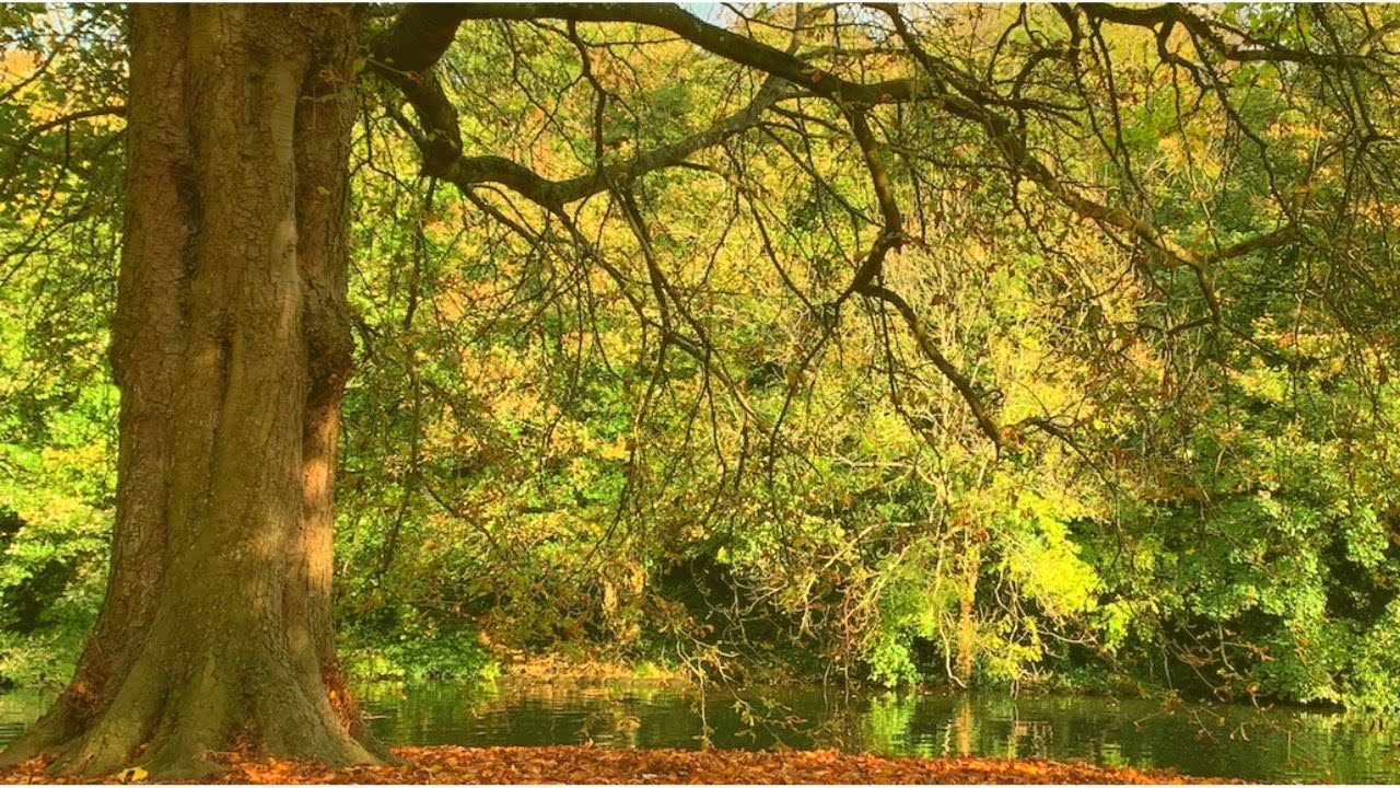 Relaxing Music for Sleep / Study / Relaxation / Meditation / Beautiful ...