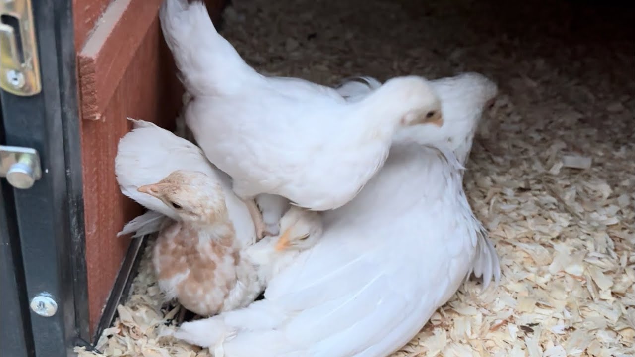 Backyard chicken! Friendship !human and chicken! Mother’s so tiny ...
