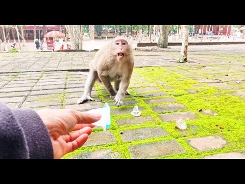 There was a monkey with a crippled leg. It looked very pitiful.#monkey ...