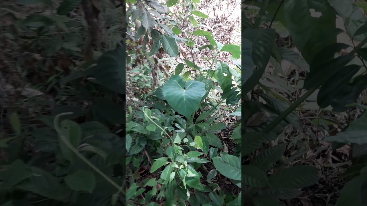 RIVERSIDE PINAMULAAN, BANISILAN - YouTube