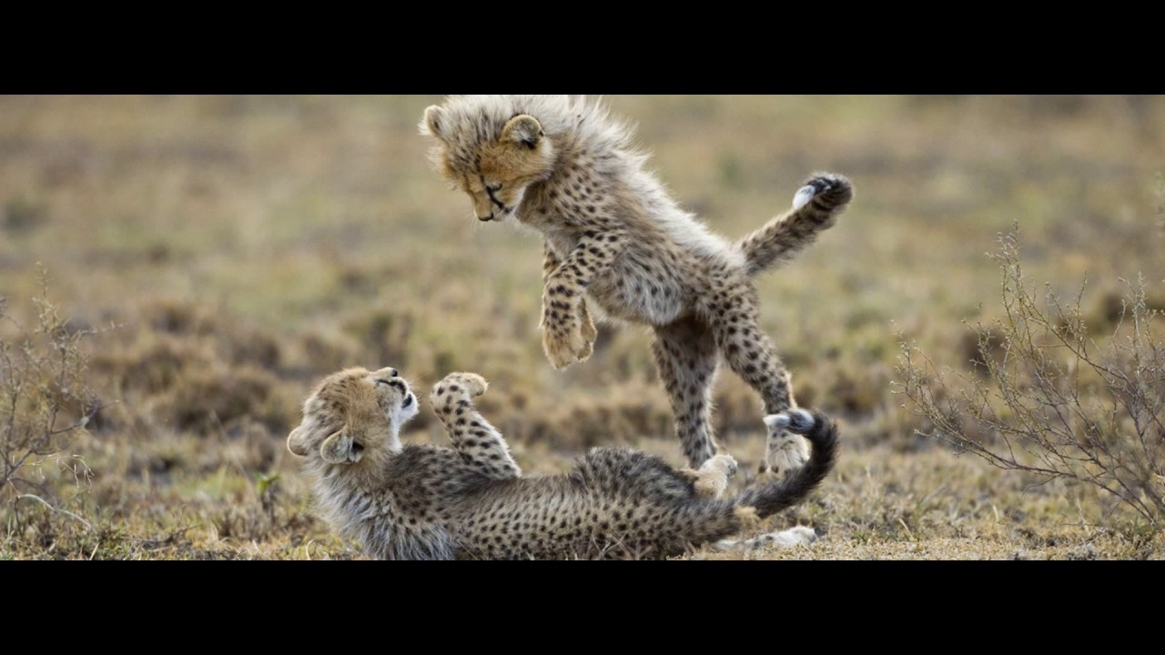 Cheetah cub fight! - YouTube