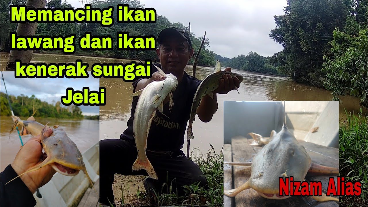 MEMANCING IKAN LAWANG DAN IKAN KENERAK SUNGAI JELAI - YouTube