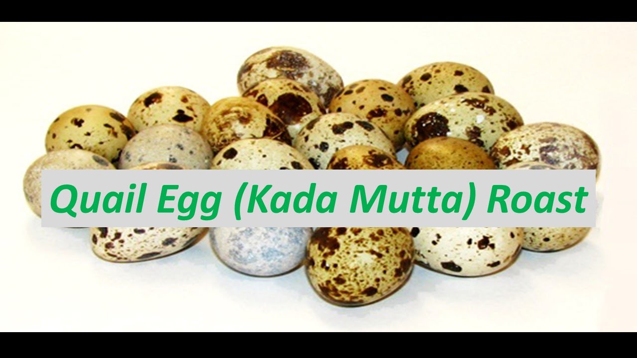 Quail Egg more healthier than chicken eggs (bater ka anda, kada mutta ...
