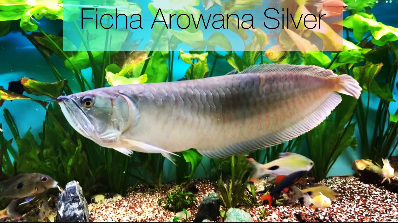 Arowana Silver, Descripción, Acuario,Alimentación,Parametros del Agua ...