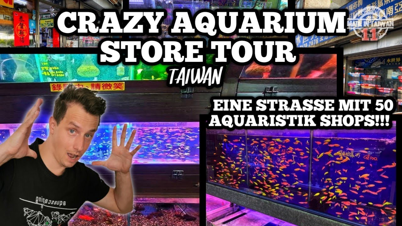 CRAZY! Taiwan's Aquaristics Shop STREET | MEGA Fish Store TOUR - YouTube