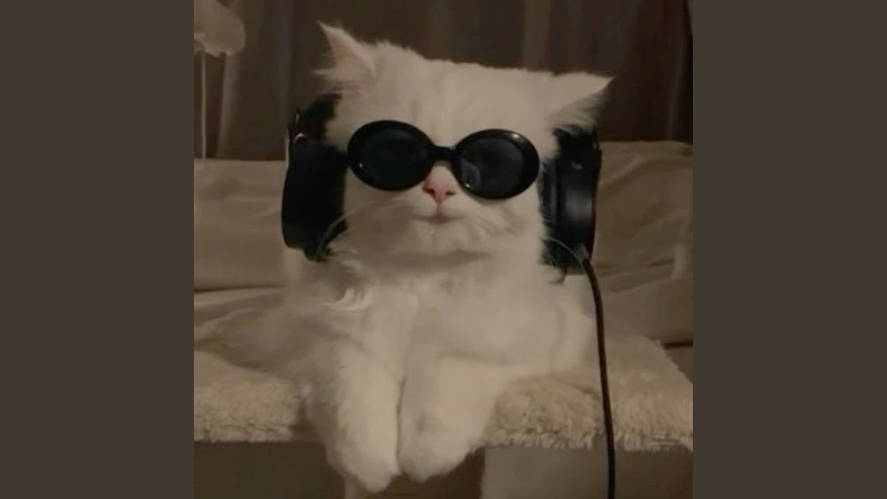 gato facha - YouTube