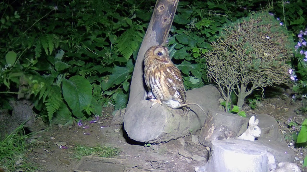 Tawny owl Luna catching a Rat at the Badger Feeding Station - YouTube