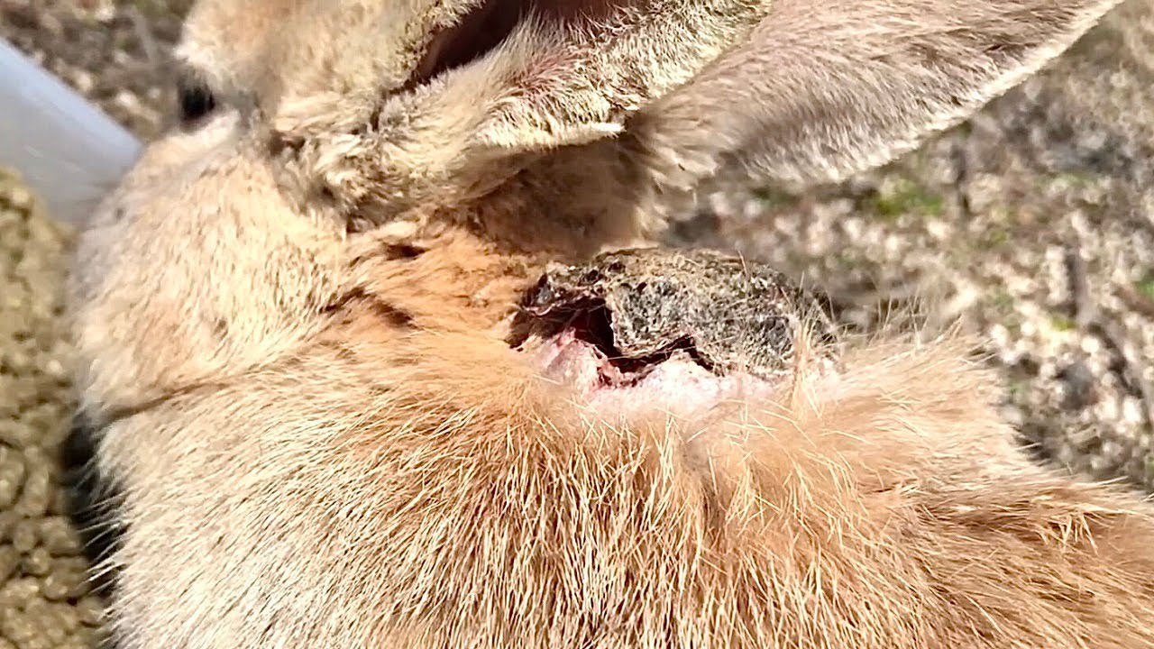 Rabbit with large scab on neck - YouTube
