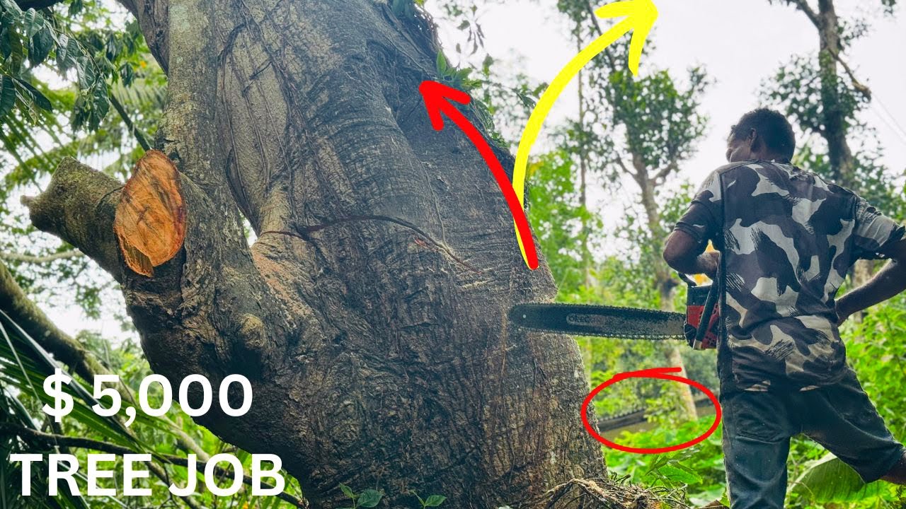 Cutting Down a BIGGEST Tree 🌳 on Very Difficult Mountain Slope 🏔 Near ...