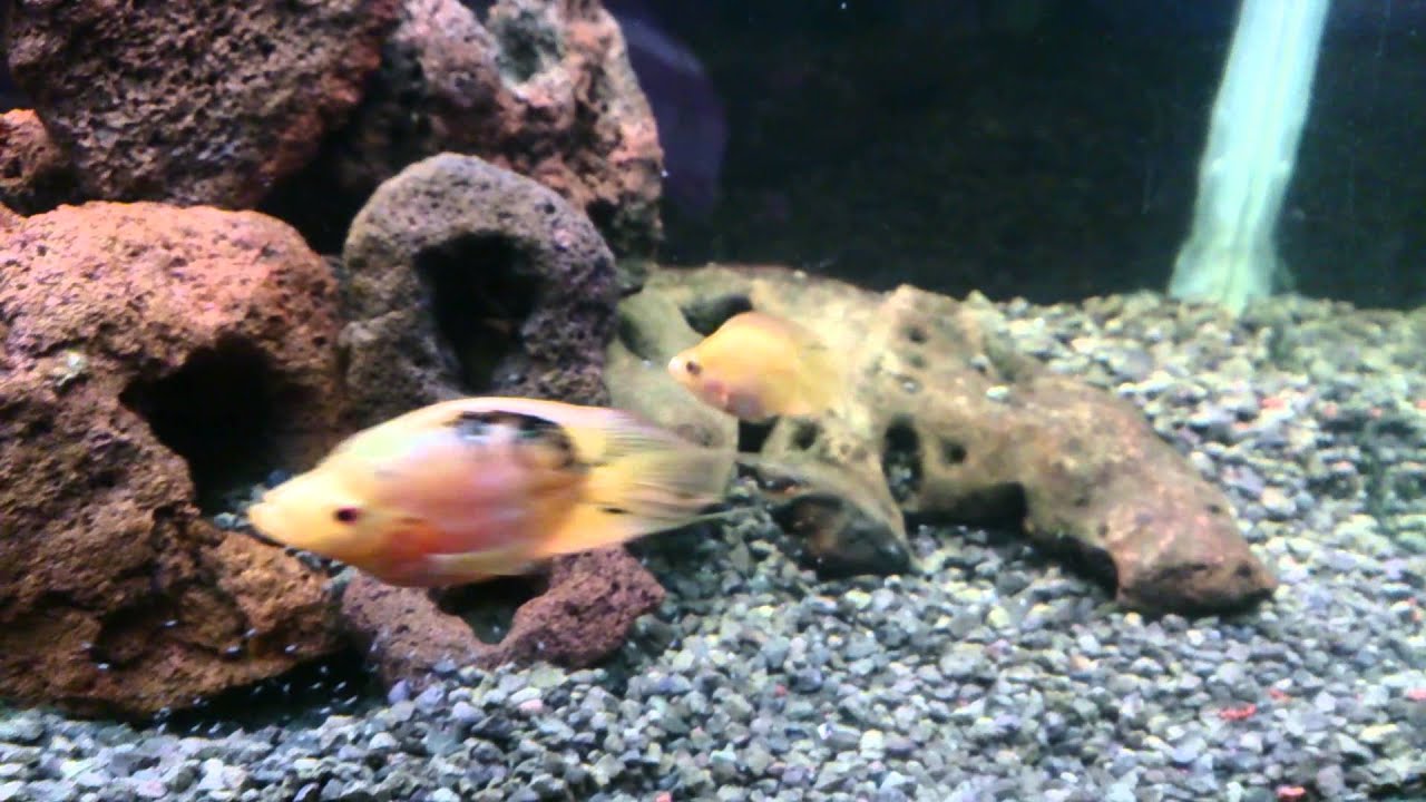 Alevines pez perico - YouTube