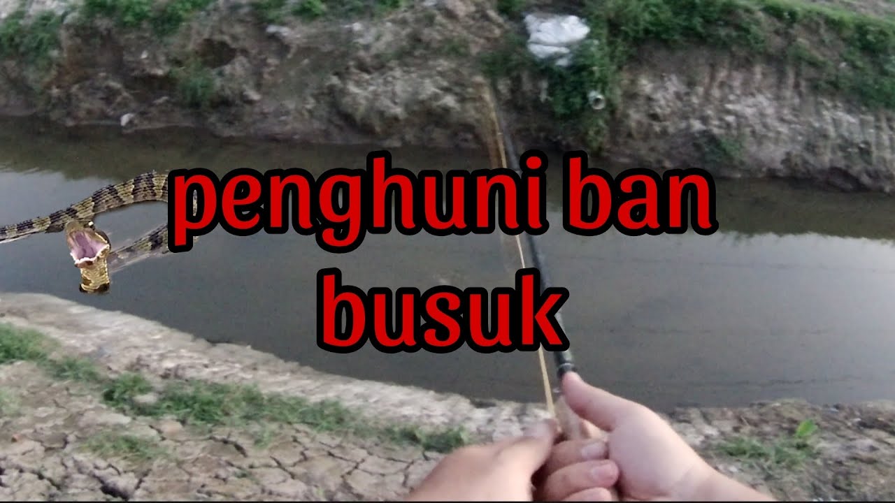 penghuni ban busuk kubang semang - YouTube