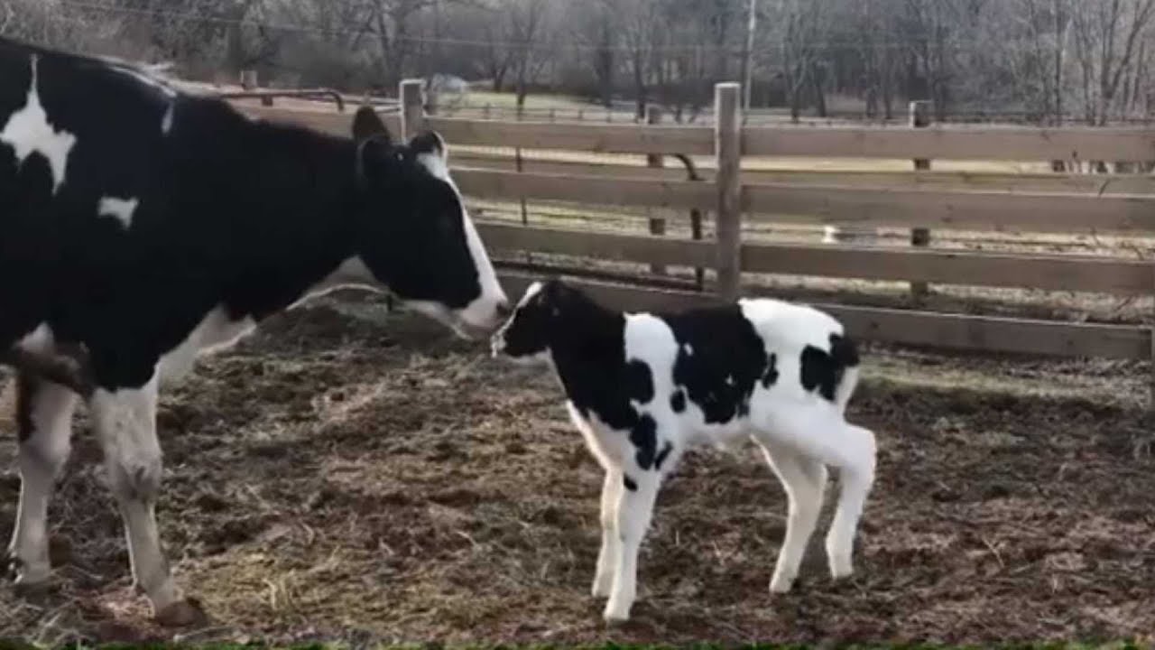 Vaca prenha(gravida) foge de matadouro e salva seu bezerro que nasce ...