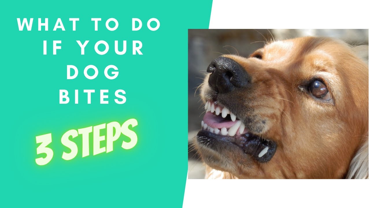 what to do if you get bit by a dog - YouTube