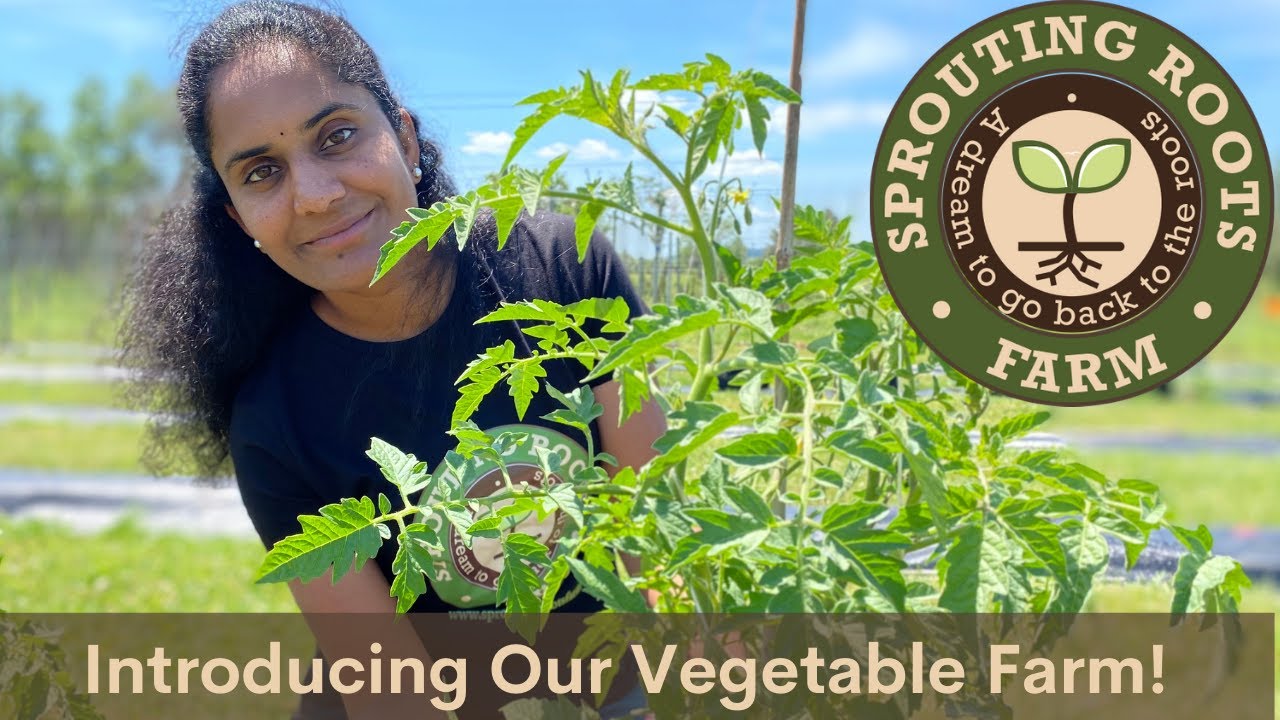 Introducing Our Vegetable Farm - Sprouting Roots Farm - A Dream to go ...
