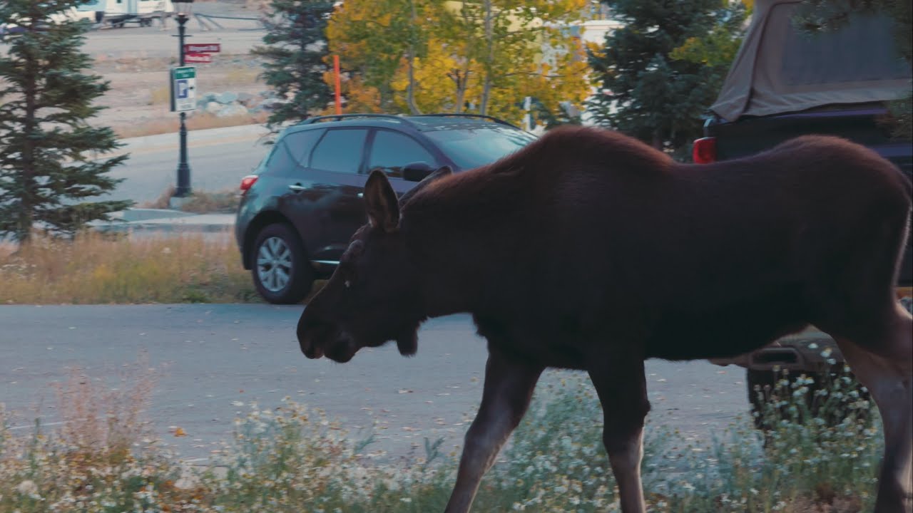 Moose 🫎 Family Sighting Breckenridge, Colorado - YouTube