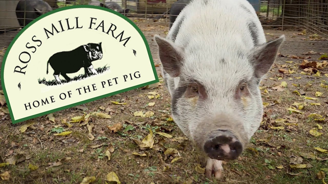 Ross Mill Farm - Home of the Pet Pig (Pig Rescue, Care and Adoption ...