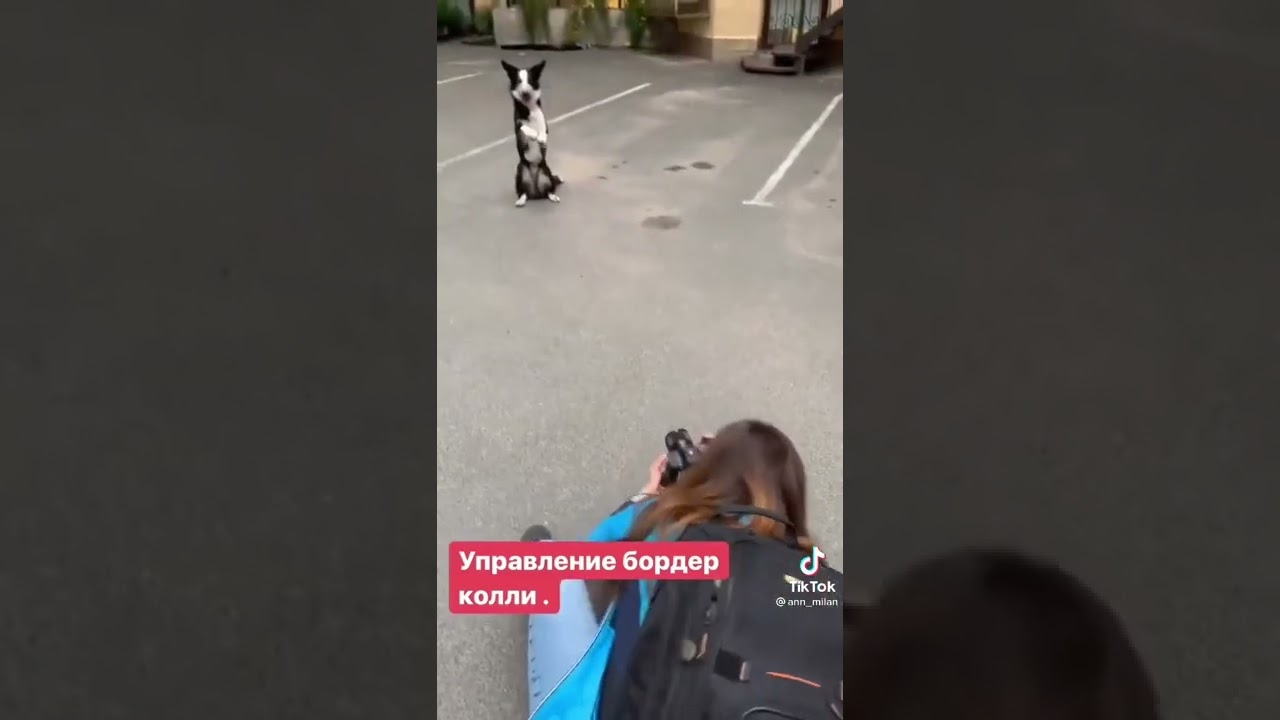 тупая собака - YouTube