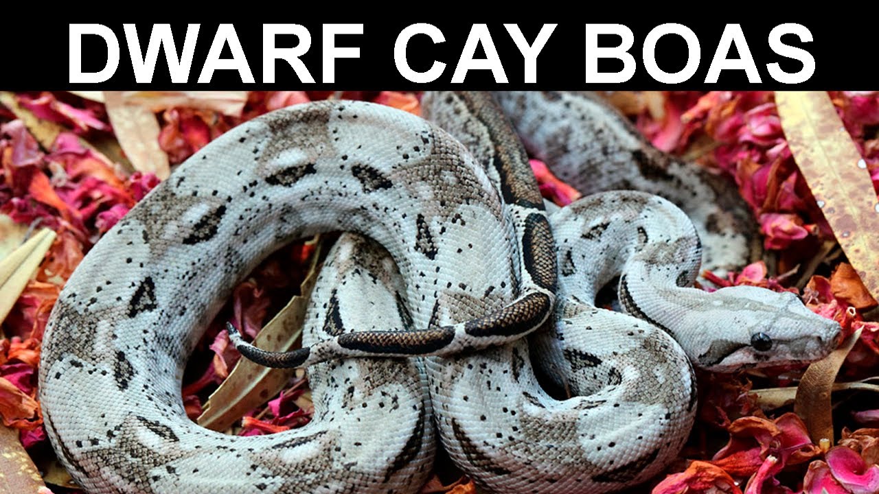 Crawl Cay and Caulker Cay Boas Compared: Dwarf Island Boa Constrictor ...