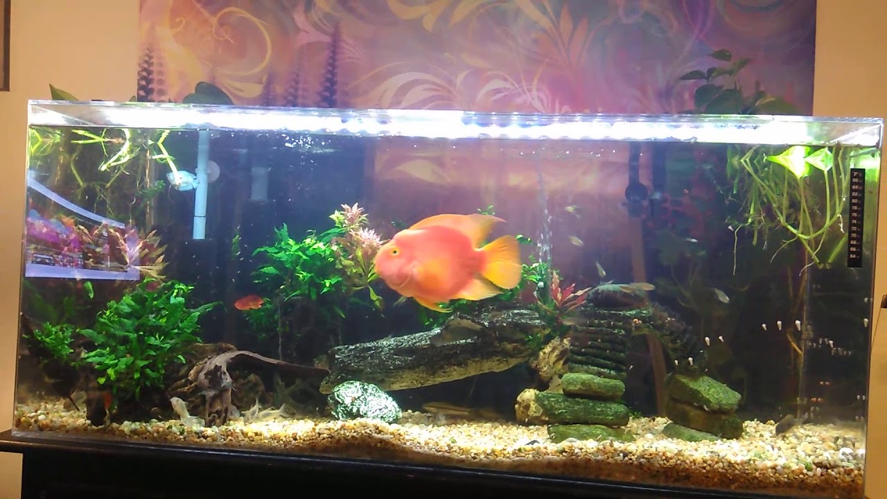 55 gallon blood parrot tank - YouTube