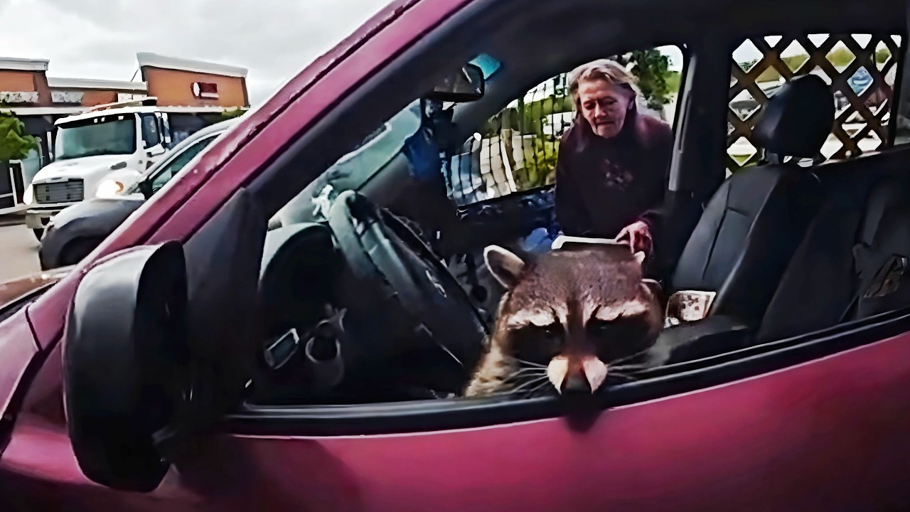 Pipe Smoking Raccoon Caught in Action - YouTube