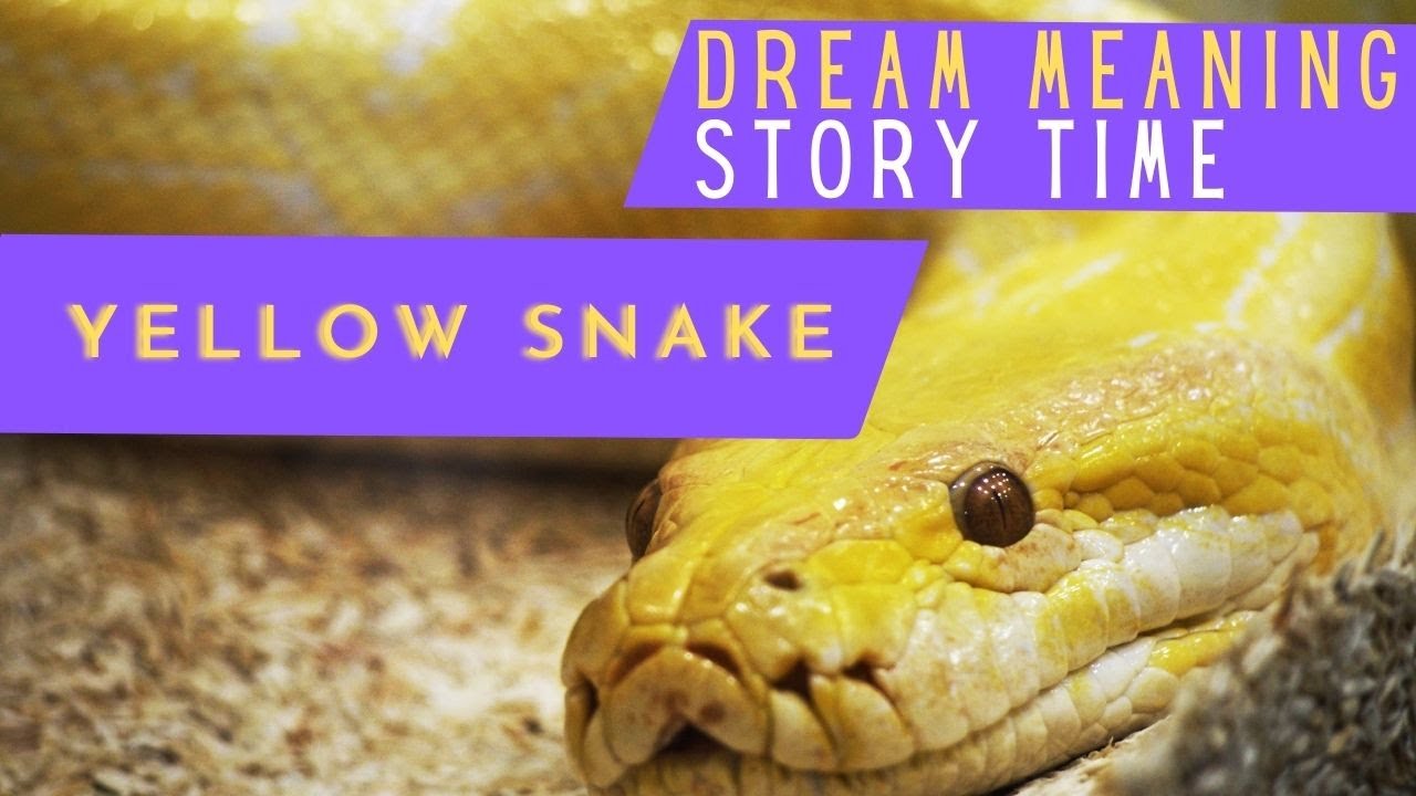 DREAM MEANING : SEE YELLOW SNAKE - #STORYTIME - YouTube