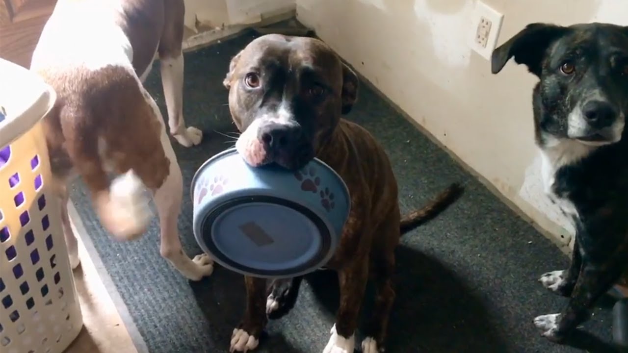 Lo que hace este perro cuando le da hambre conmovió a miles en todo ...