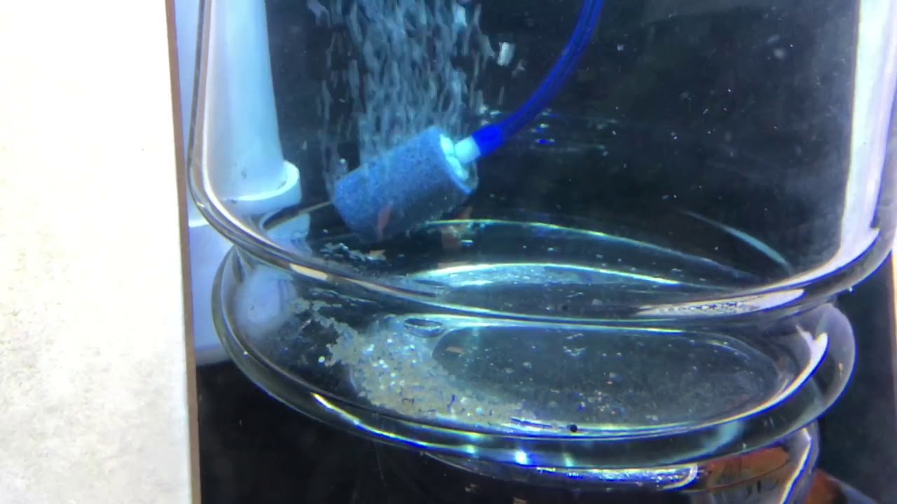 Angelfish eggs phase 2 wigglers - jar rearing system - YouTube