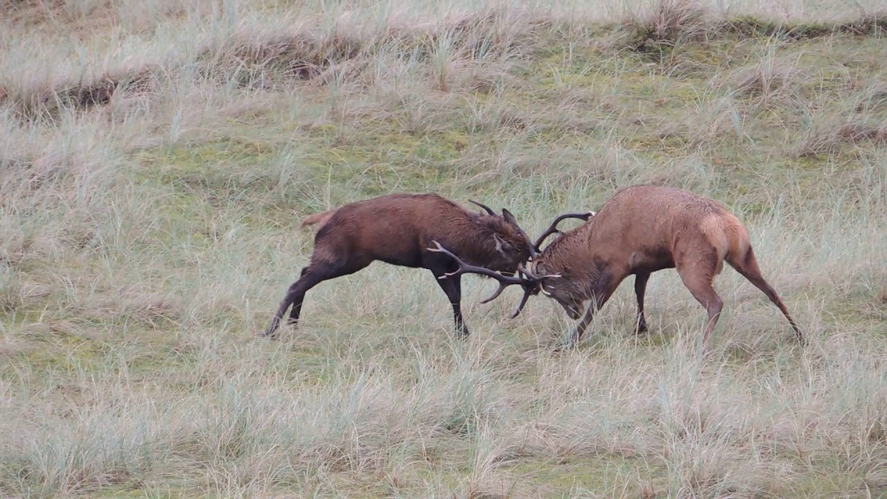 Red Deer Stags Fighting - YouTube