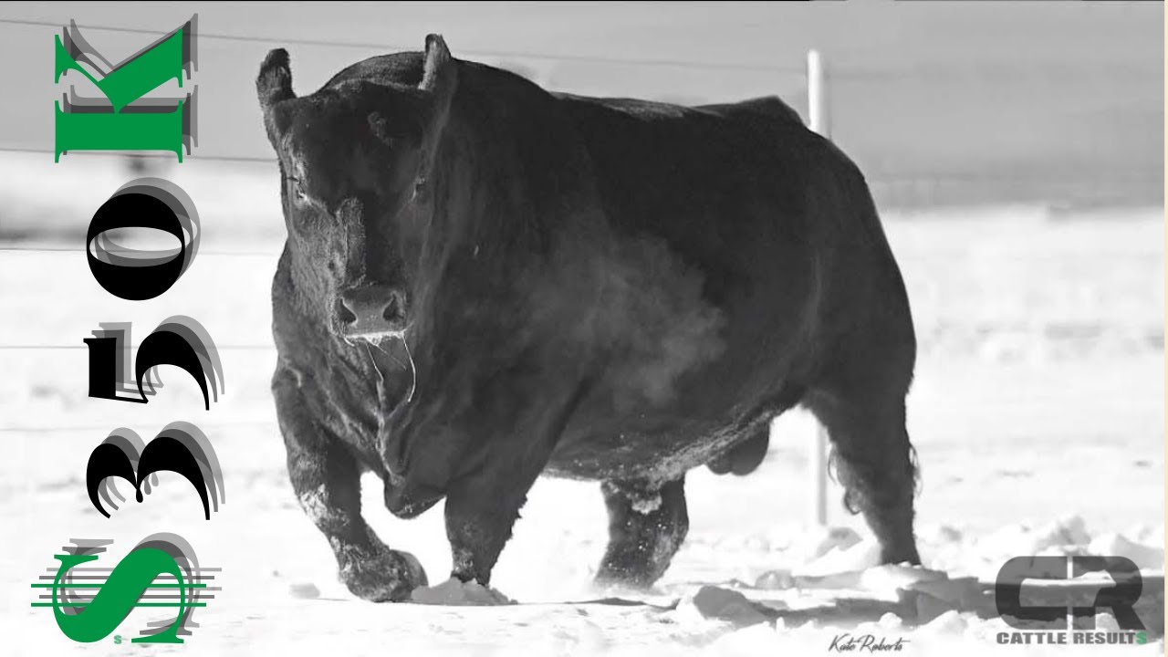 💲💲 $350,000 Black Angus Bull SOLD AT AUCTION, HINMAN ANGUS, HA COWBOY ...