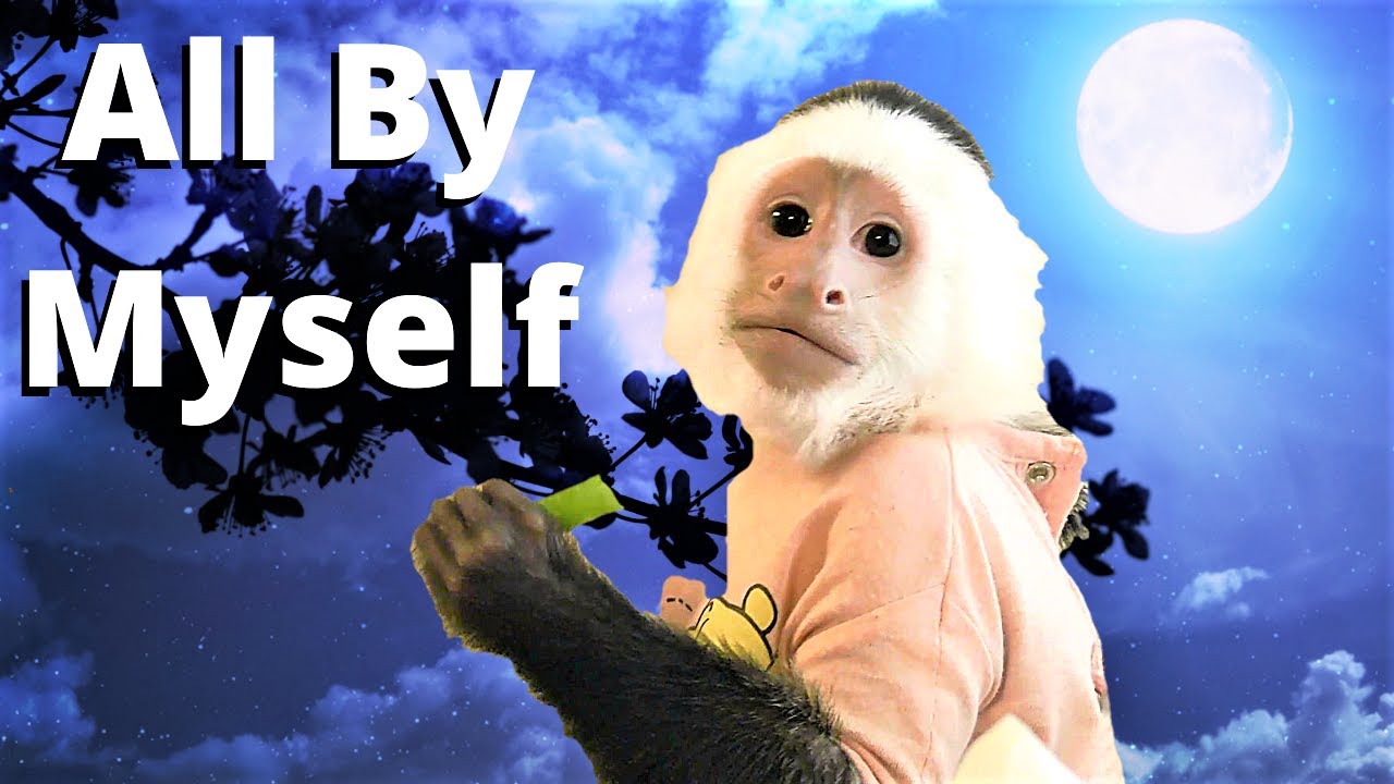 Monkey Lillian Spends The Night Outside 😯 | Capuchin Monkey - YouTube