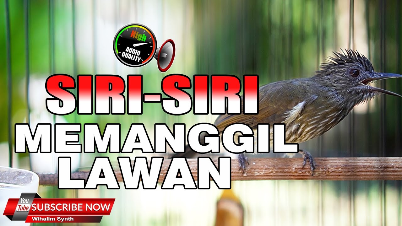 PANCINGAN & TERAPI BURUNG SIRI-SIRI FULL PATAH-PATAH BIKIN SIRI SIRI ...