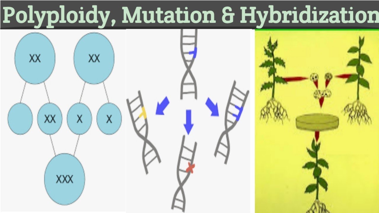 Polyploidy In Plants An Introduction To Cannabis Genetics, Part III