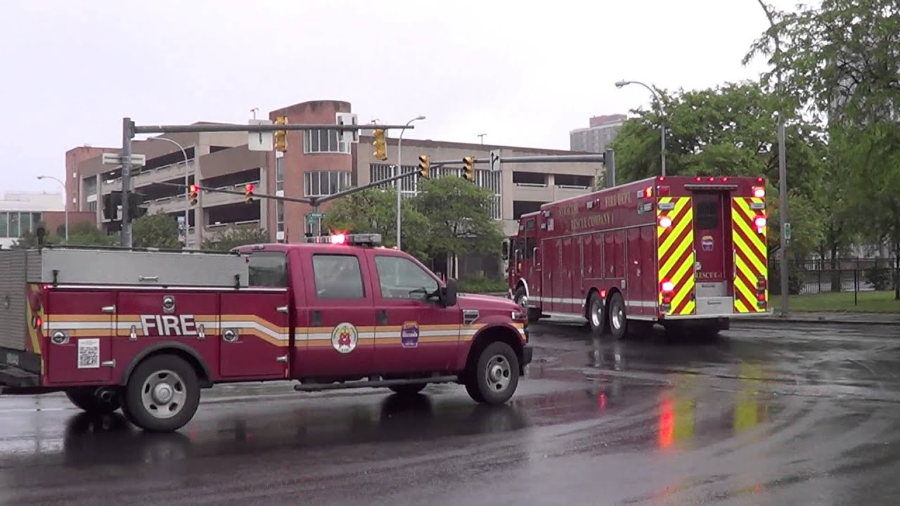 Syracuse Rescue 1 Responding Variable Labrador Retriever Adoption In