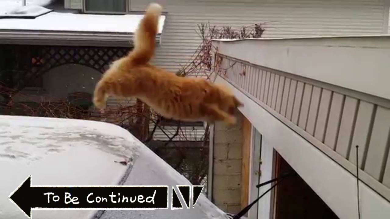 Spicy Cat Meme - YouTube