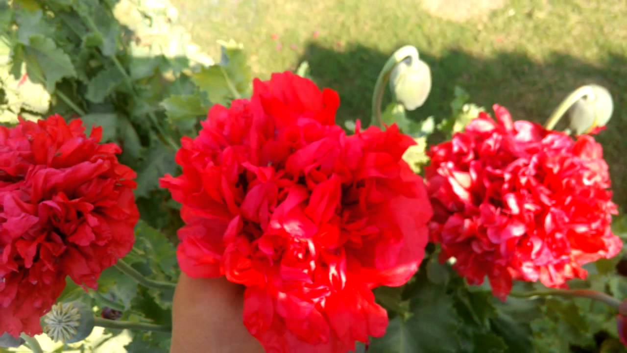 Double giant red poppy flower by- Gurjit Singh!!!! - YouTube