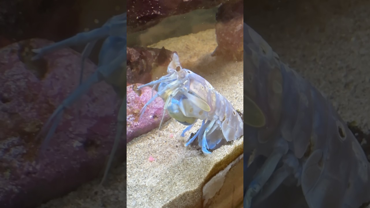 Mantis Shrimp & Decorator Crab are BFFs #shorts #anemone - YouTube