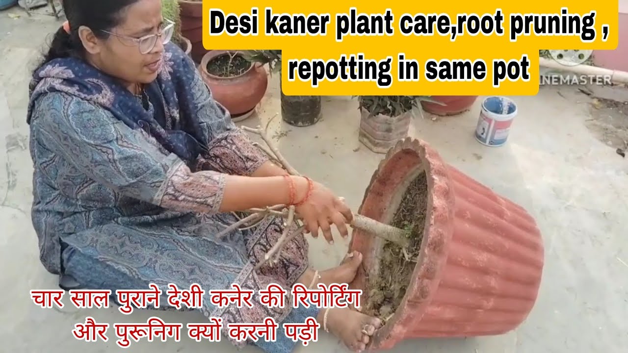 kaner plant care/Desi kaner plant care/root pruning , repotting in same ...