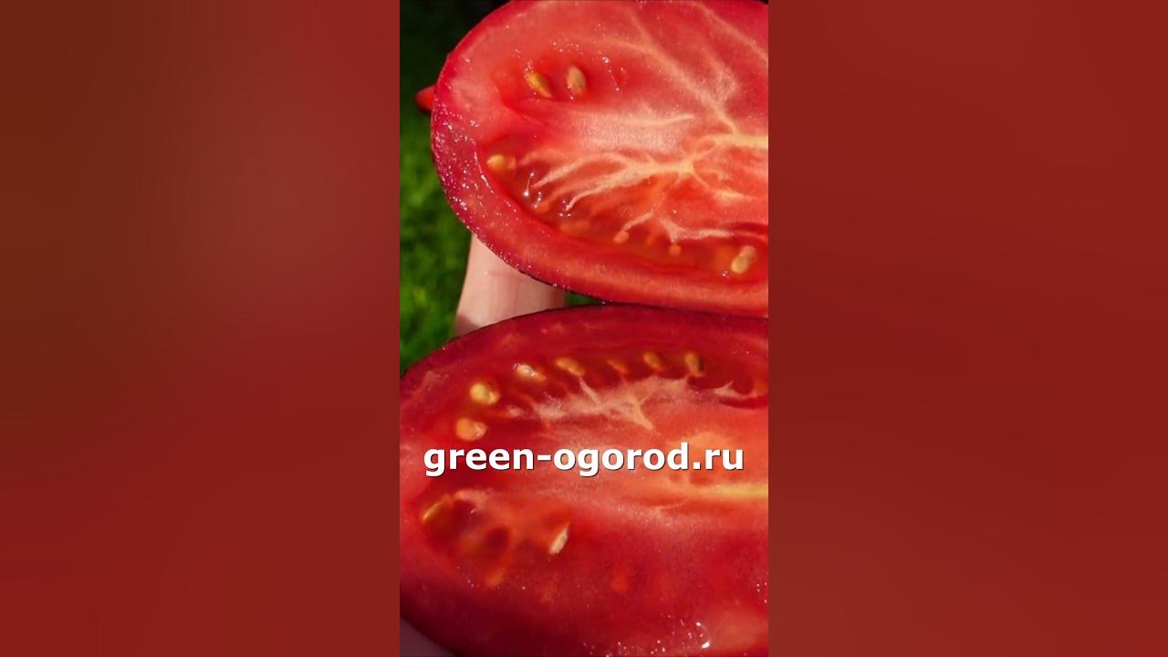 🍅ГНОМ томатный БОЙ С ТЕНЬЮ! #shorts #томаты #советы - YouTube